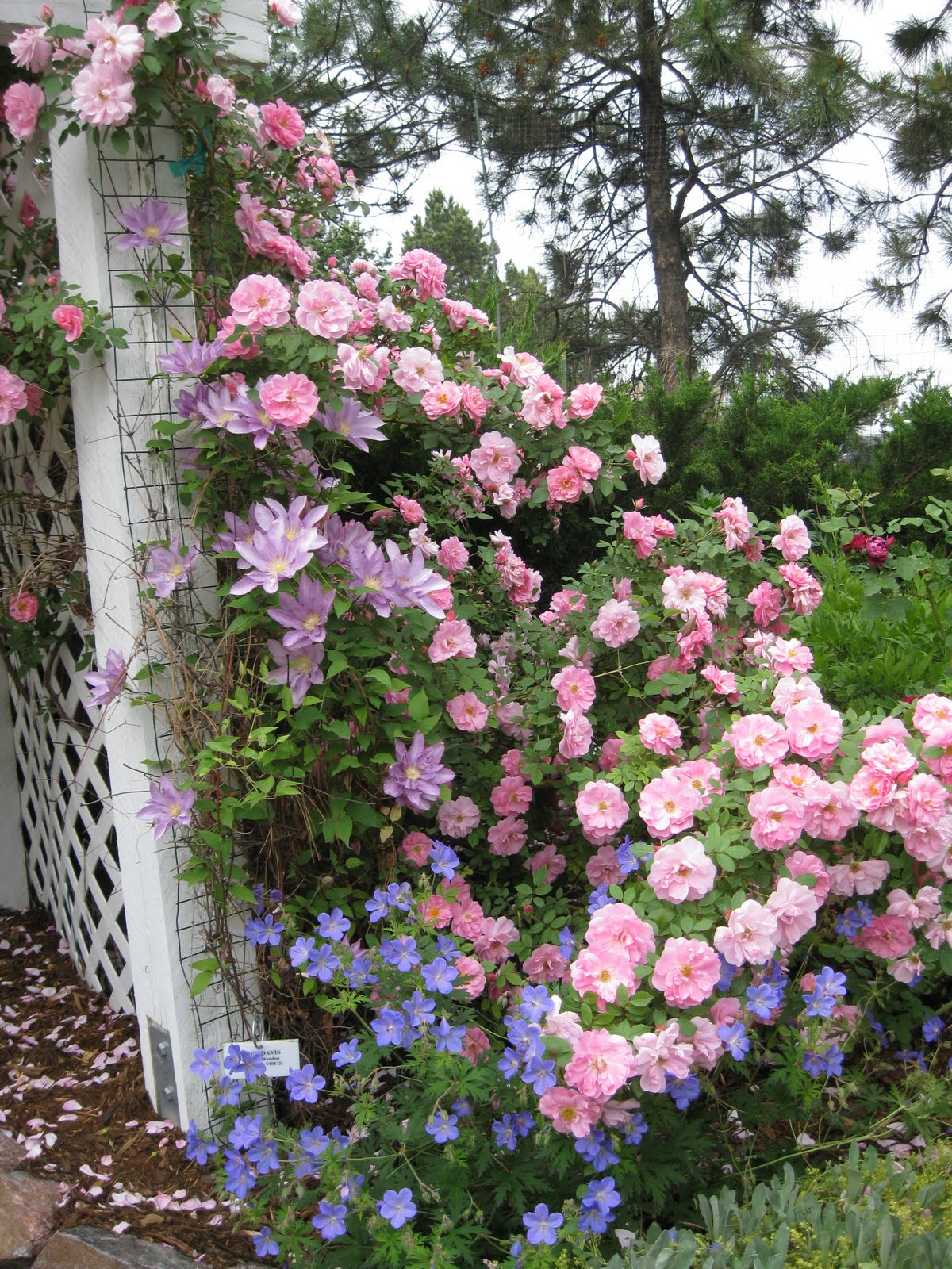 Kent and Rolayne: Rose Garden