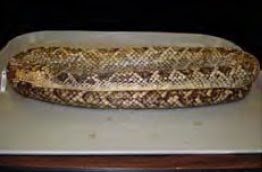 Biologia de Corallus cropanii