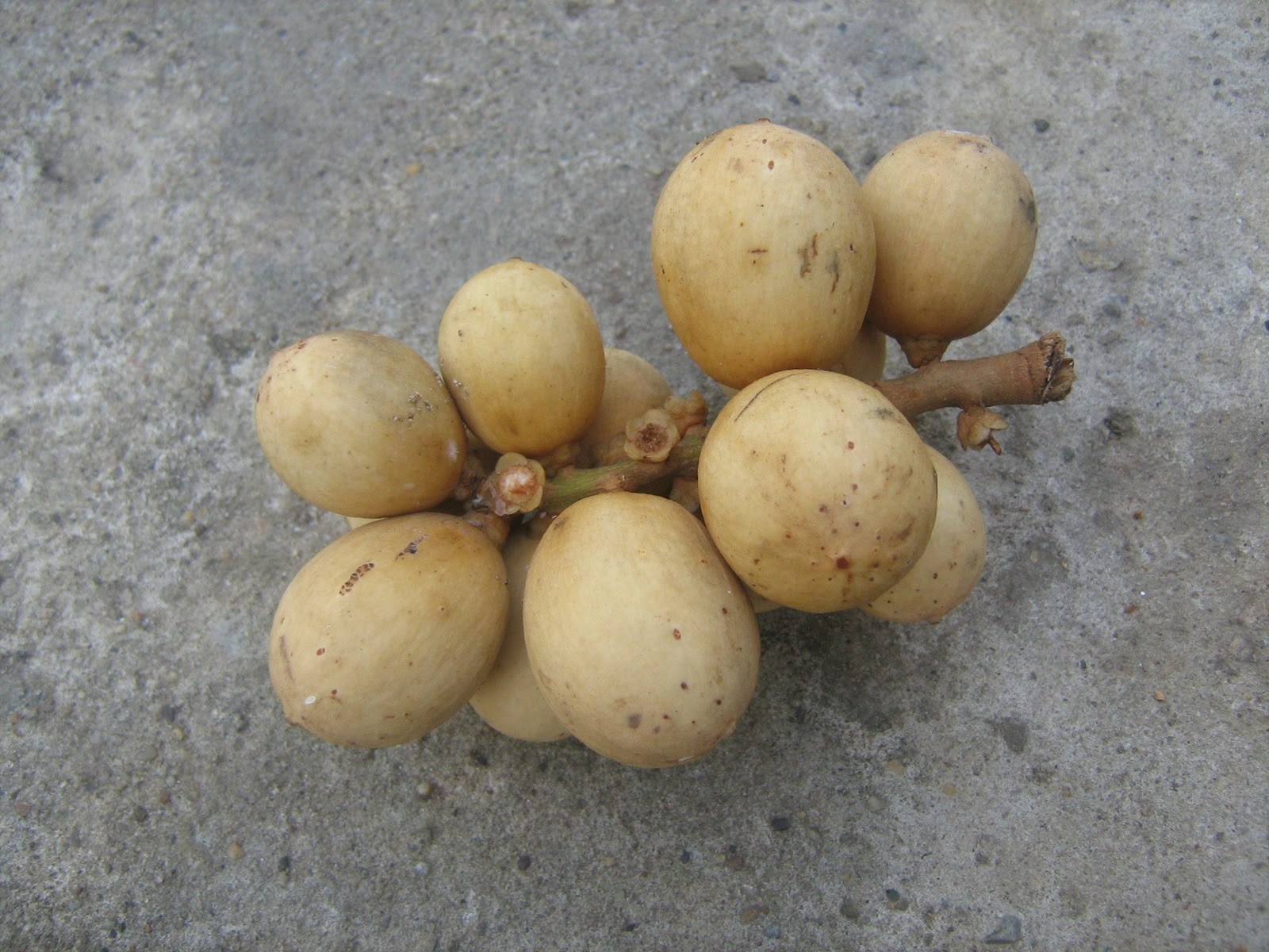 BEAUTIFUL WORLD: LANGSAT