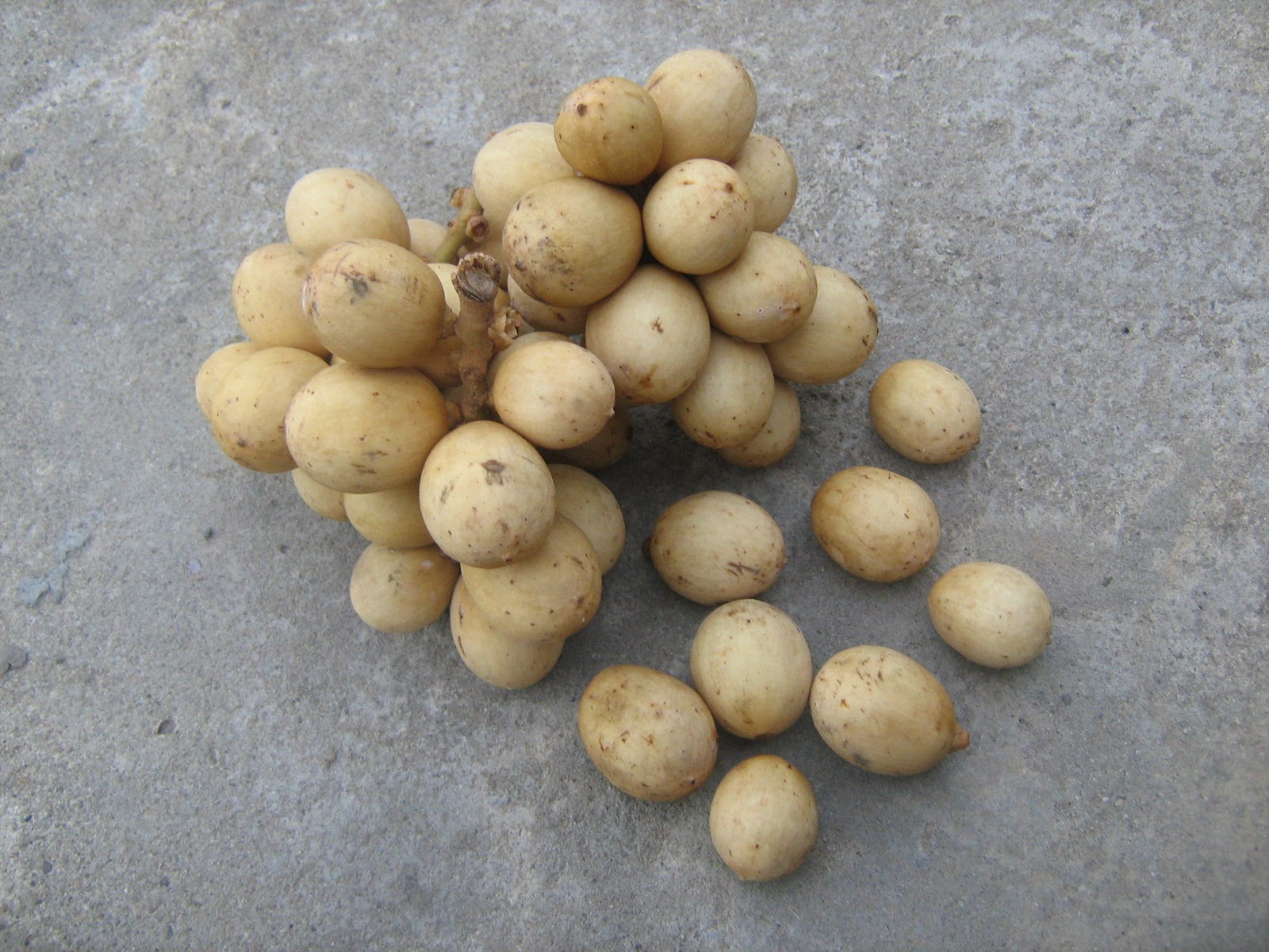 BEAUTIFUL WORLD: LANGSAT