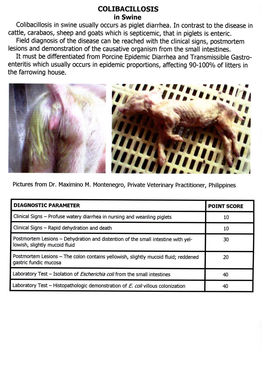 BETERINARYONG PINOY: Disease Diagnosis Series: 9. Colibacillosis in ...