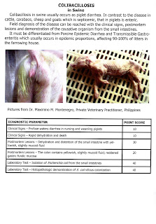 BETERINARYONG PINOY: Disease Diagnosis Series: 9. Colibacillosis in ...