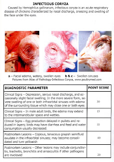 BETERINARYONG PINOY: Disease Diagnosis Series: 14. Newcastle Disease 15 ...