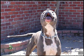 STATE OF EMERGENCY KENNELS: S.O.E Kennels Own TONY BRICKS on B.E.T's ...