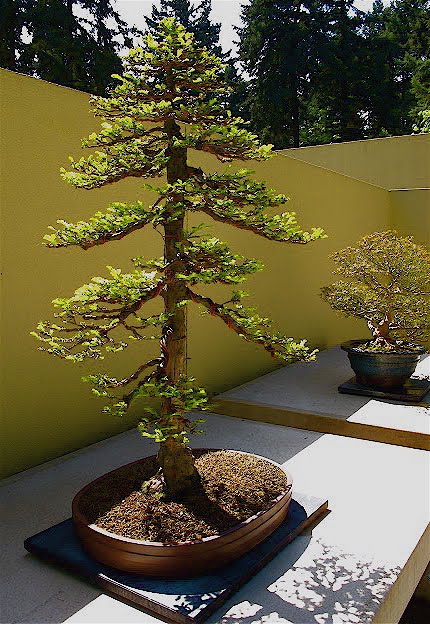Urban Landscape, Native Landscape: Pacific Rim Bonsai Collection