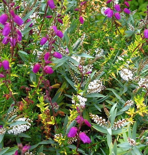 Urban Landscape, Native Landscape: Hebe in the Cascadia Garden