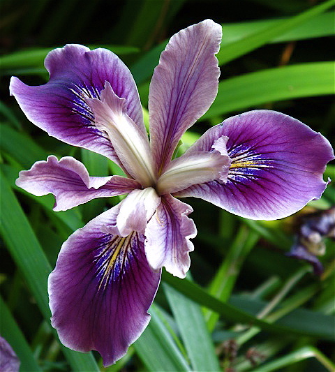 Urban Landscape, Native Landscape: Pacific Coast Native Iris in the ...