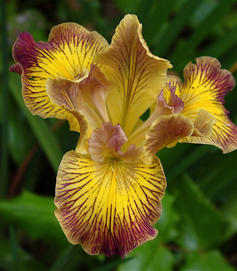 Urban Landscape, Native Landscape: Pacific Coast Native Iris in the ...