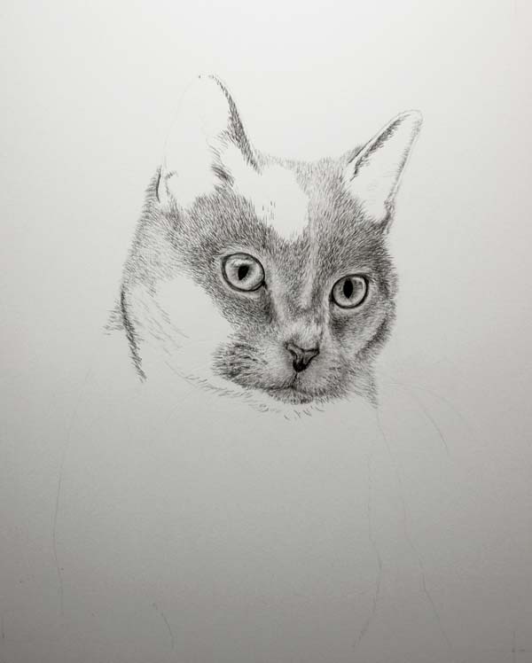 Pet Portraits and Wildlife Art by Canadian Nature and Animal Artist ...