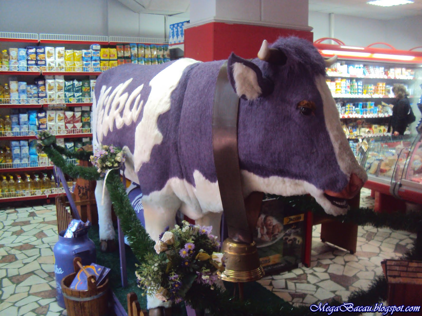 Mega Bacau: Vacuta Milka, "in carne si oase", in Bacau