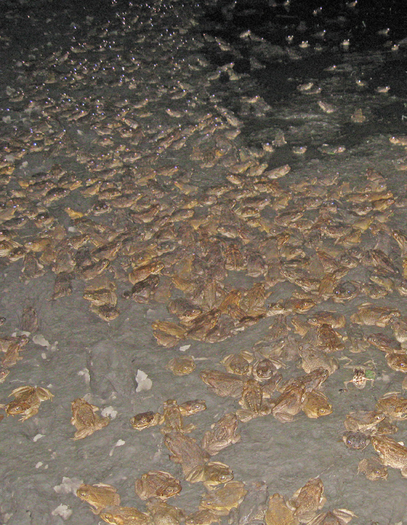 Acorns - Just a general warning !! | BMW K1600 Forum