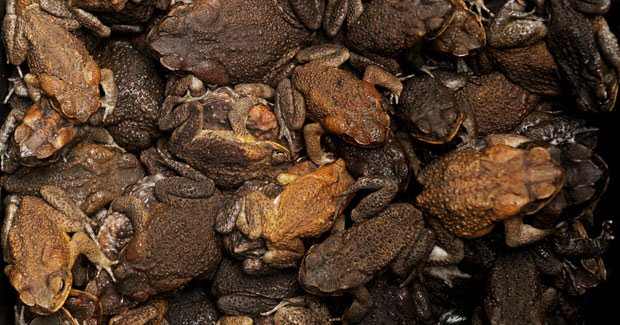 Toadally Awesome Toad Facts: Cane Toads found in Western Australia Toadally Awesome Toad Facts: Cane Toads found in Western Australia