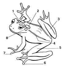 Toadally Awesome Toad Facts: Can you identify the parts of a frog?