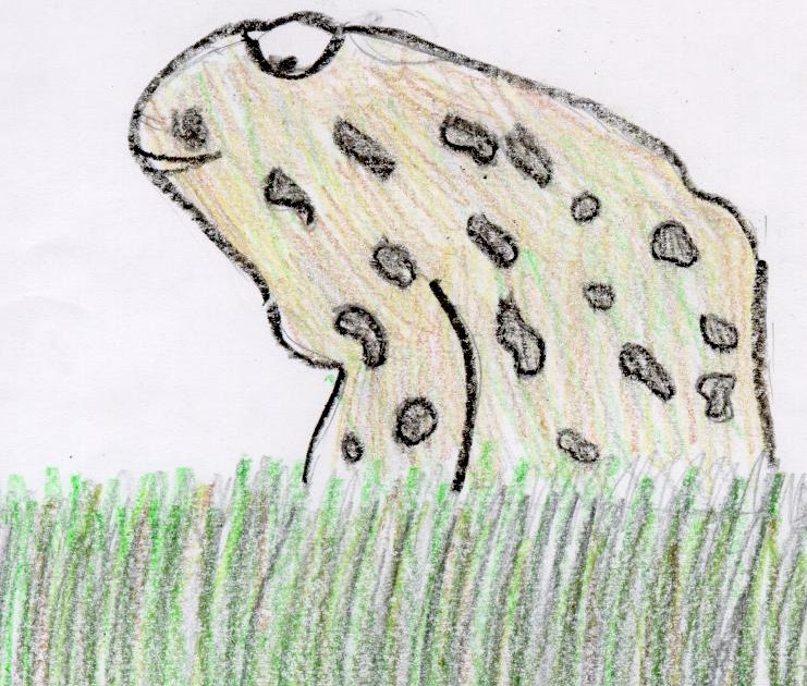 Toadally Awesome Toad Facts: Can you draw your own picture of what a ...
