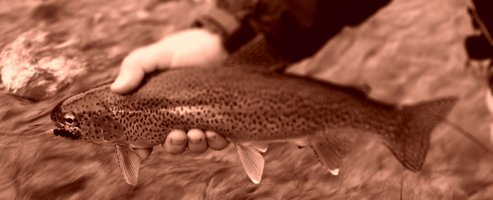 Troutbugs: Year in Pictures