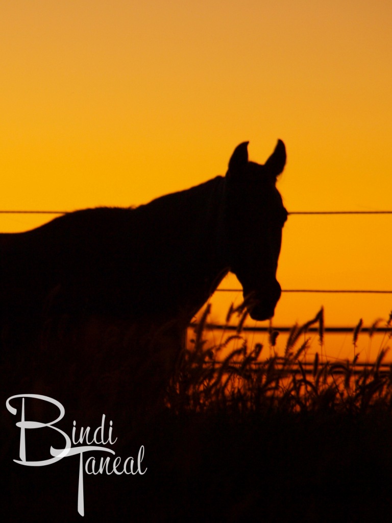 Bindi Taneal Photography: Barbed Wire & Whip Cracking Beauty