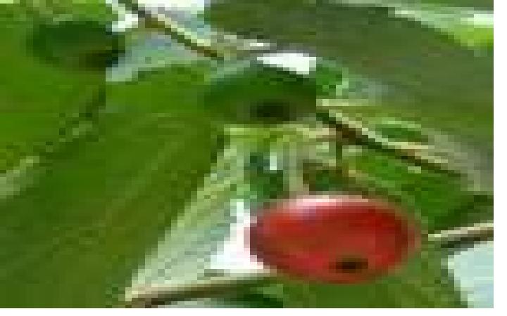 Benefit Fruits: November 2009