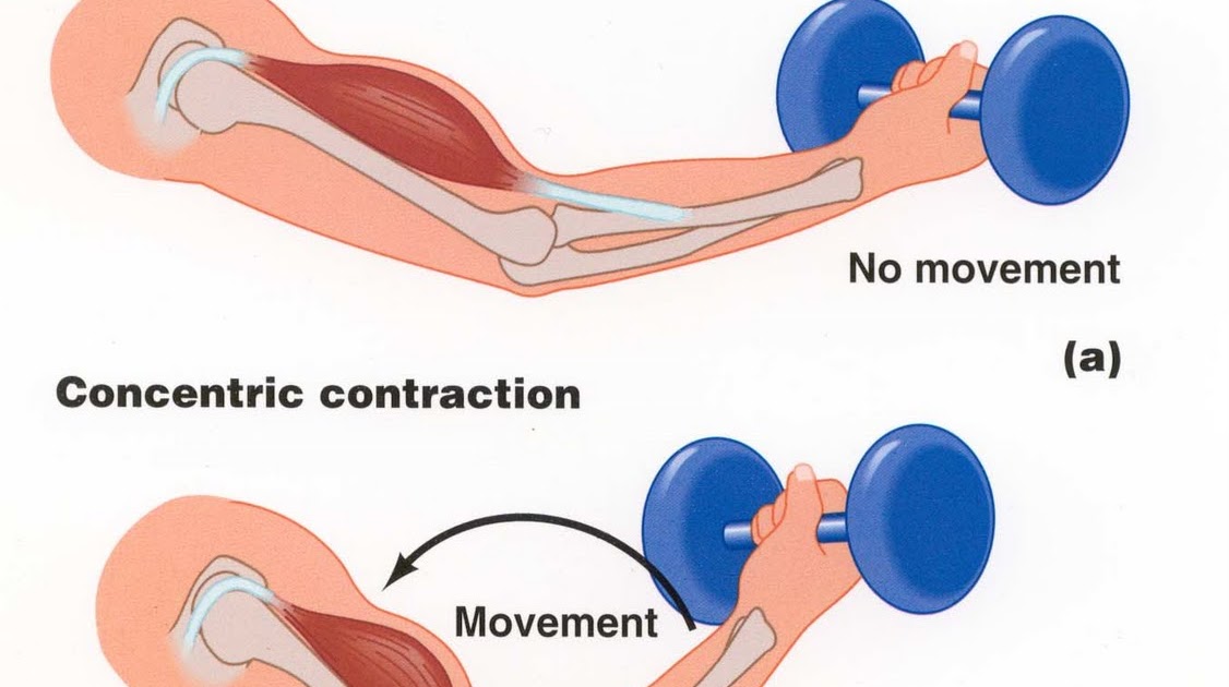 Women Usa Connect Concentric Vs Eccentric Contractions For Spiritual Hypertrophy