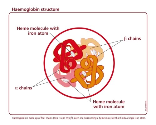 Biology 11: Topic 6: Inner workings of the cell: Proteins