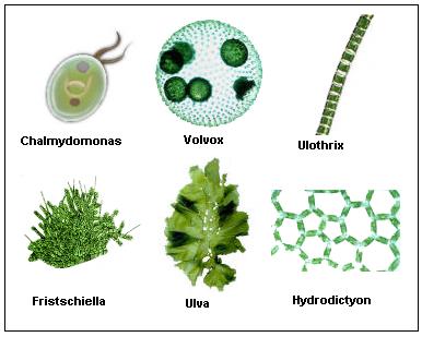 Biology 10