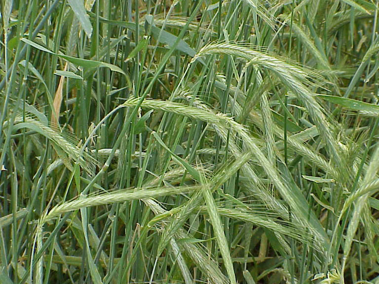 Biology 10: Topic 6d: Vascular Plants: Flowering - Angiosperms