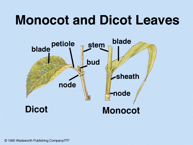External Structure Of A Monocot Stem