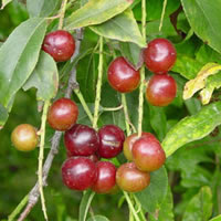 .: Conocimientos Tradicionales- Herbolaria