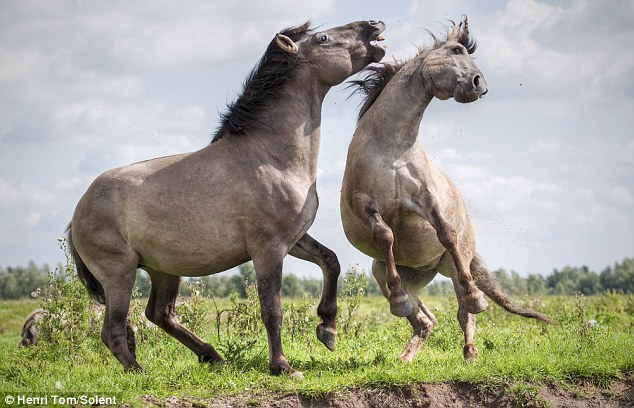 Fun Arena: Photos of wild Stallions Fighting
