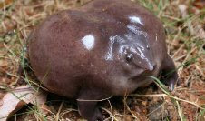 A Gudem: Purple Pig-Nose Frog