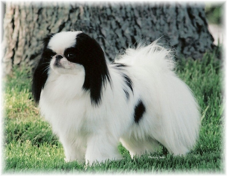 Dog Directory: 日本狆 Japanese Chin