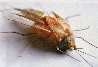 Critical Journal: Magazine "Craft Arts International No. 74"