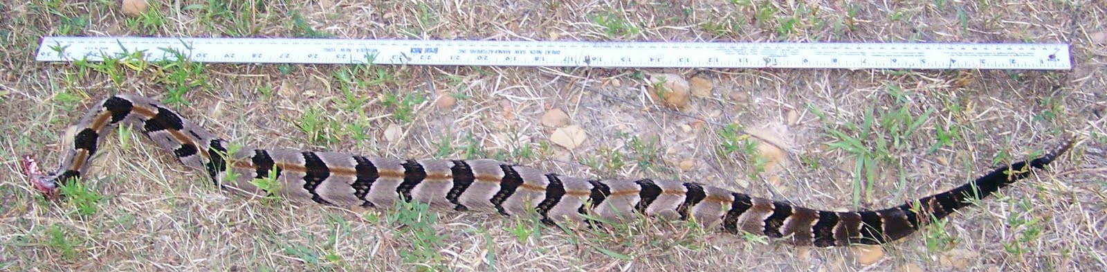 Lola's Letters: May 2010