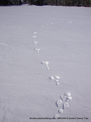 Boundary Waters Blogger: Canadian Lynx Tracks
