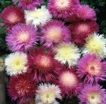 Fresh Flowers Delivery Wedding Flowers Decoration