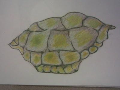 Art of Juan Gutierrez: turtle shell colored