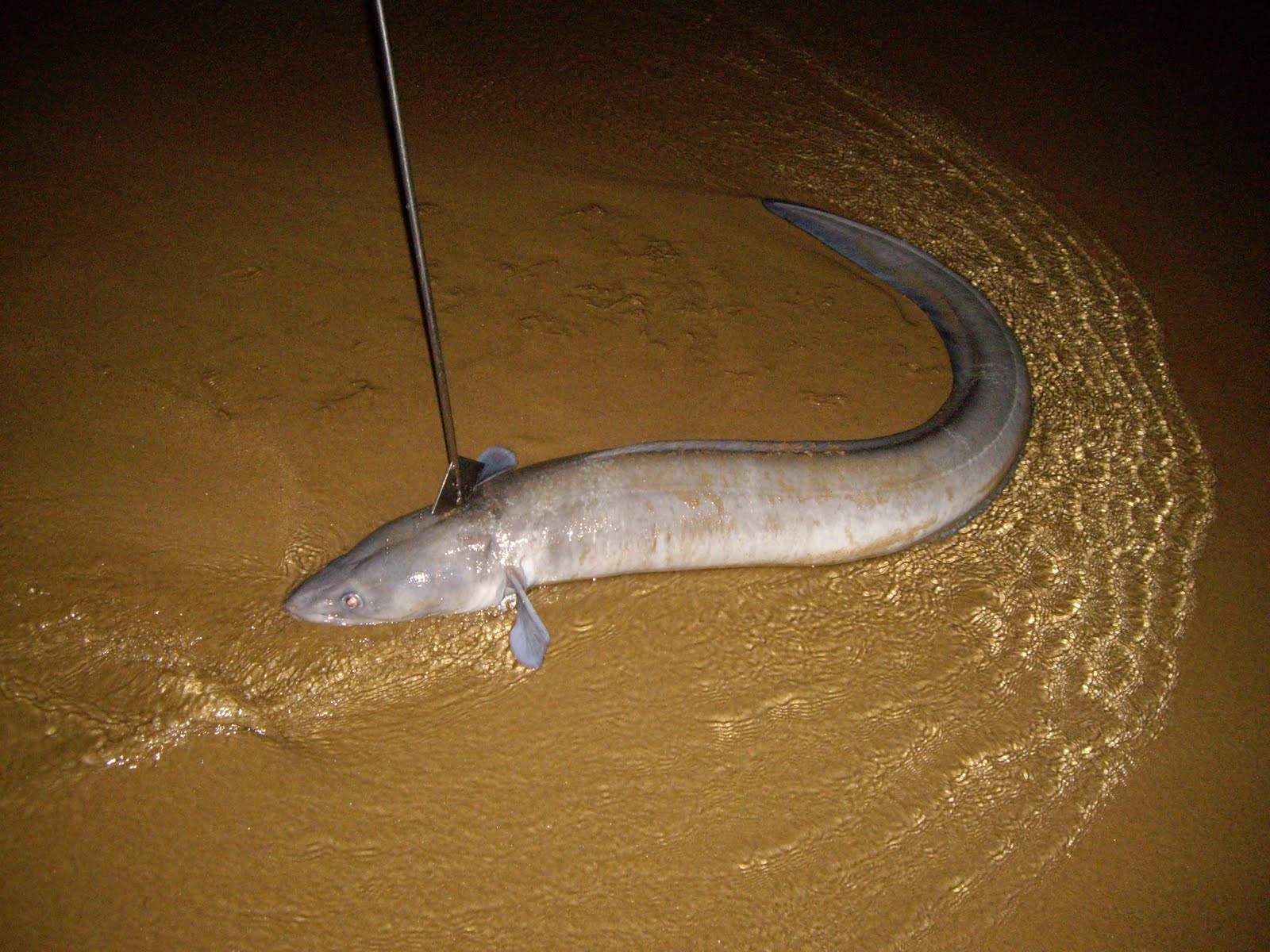 Strimerpesca: Congrio de 15 kg con caña