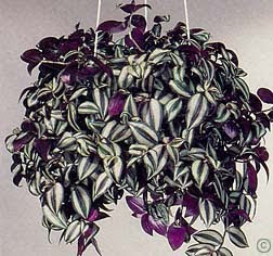 Plantas interior Jardineria: ZEBRINA (ZEBRINA PENDULA)