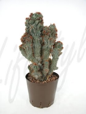 Plantas interior Jardineria: CACTUS MONSTRUOSO (CEREUS PERUVIANUS ...