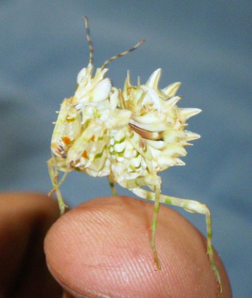 ANIMALES EXTRAÑOS Y CURIOSIDADES ANIMALES: MANTIS FLOR (PSEUDOCREOBATRA ...
