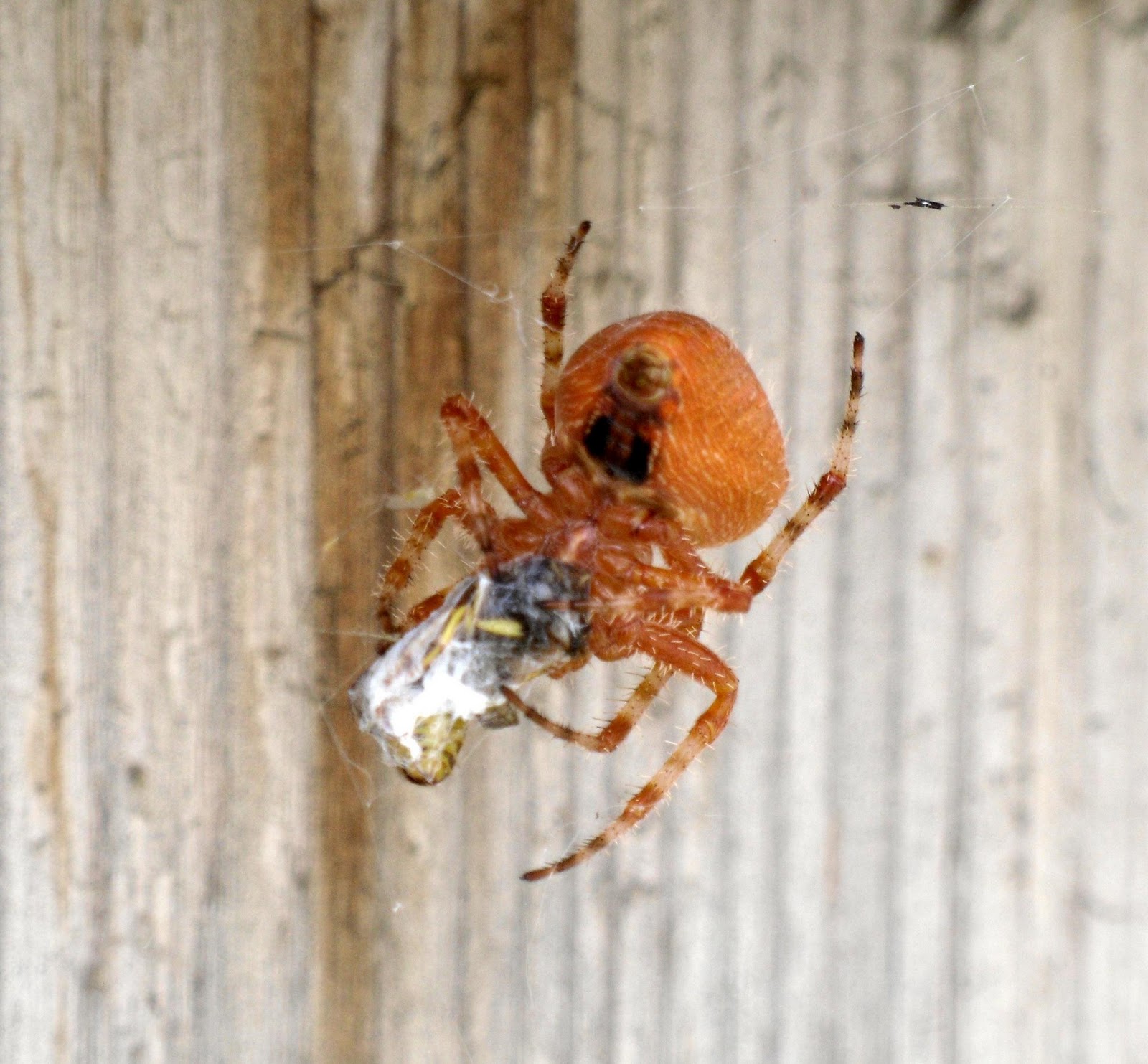 Life is Good!: Cat Faced Orb Weaver