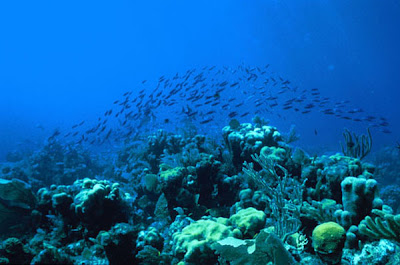 Scuba Diving Guanaja, a Caribbean Paradise!