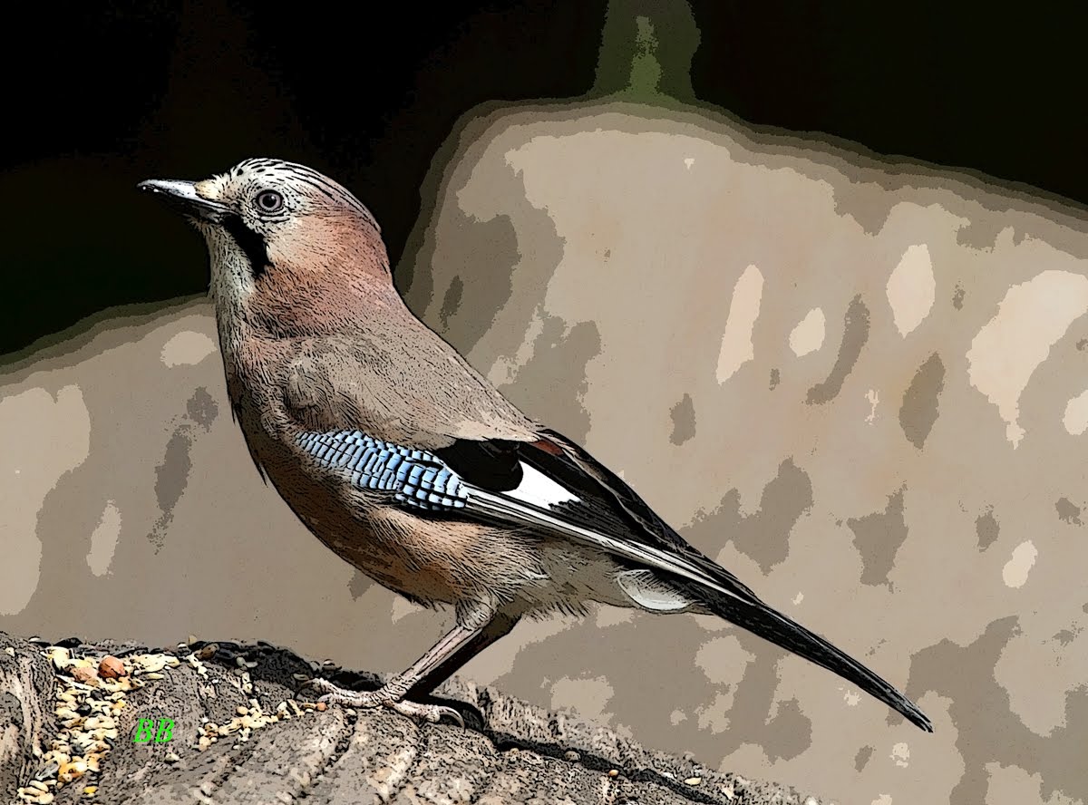 Avian Art Photography by Bob Bushell''''''''''''''''''''''''': European