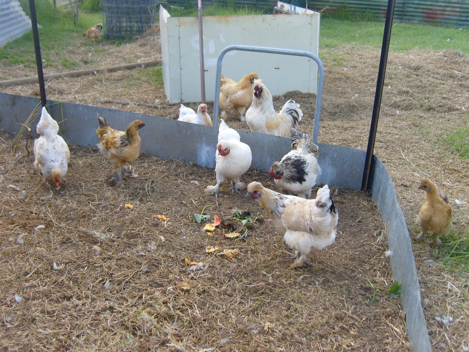 Barb'sBackyard: Free Chook Food.