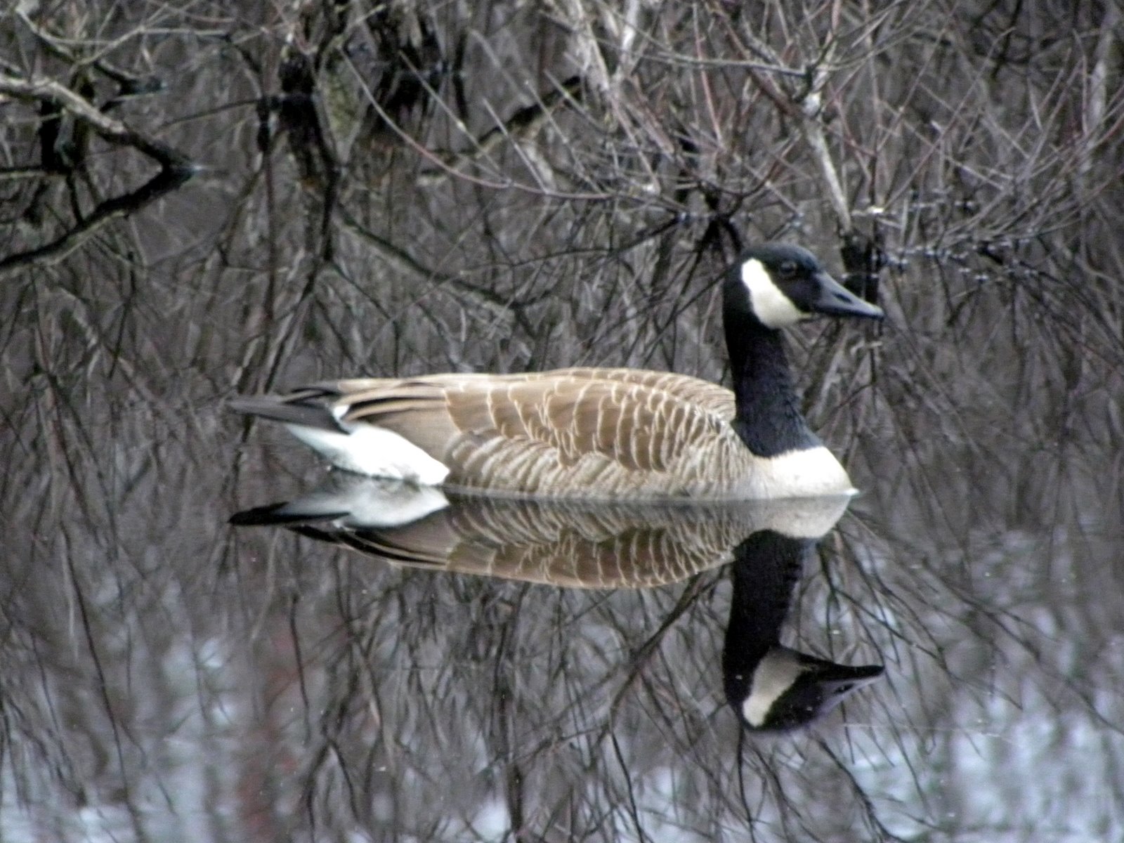 NJ Bird Photos: Birds of New Jersey: March 21, 2010