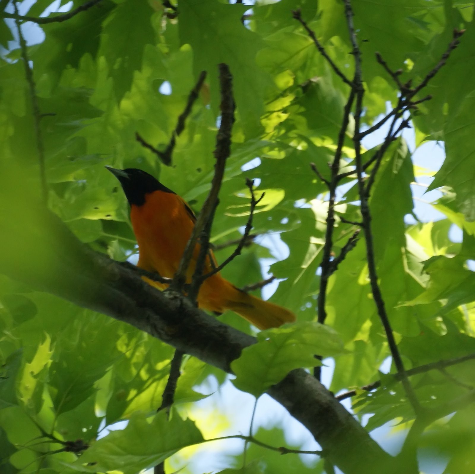 NJ Bird Photos: Birds of New Jersey: May 2, 2010