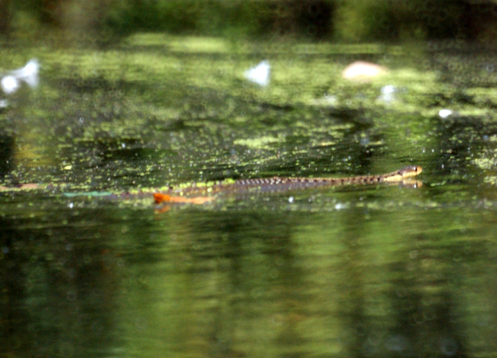 Water Snake in Lake Nelson- New Jersey Bird Photos