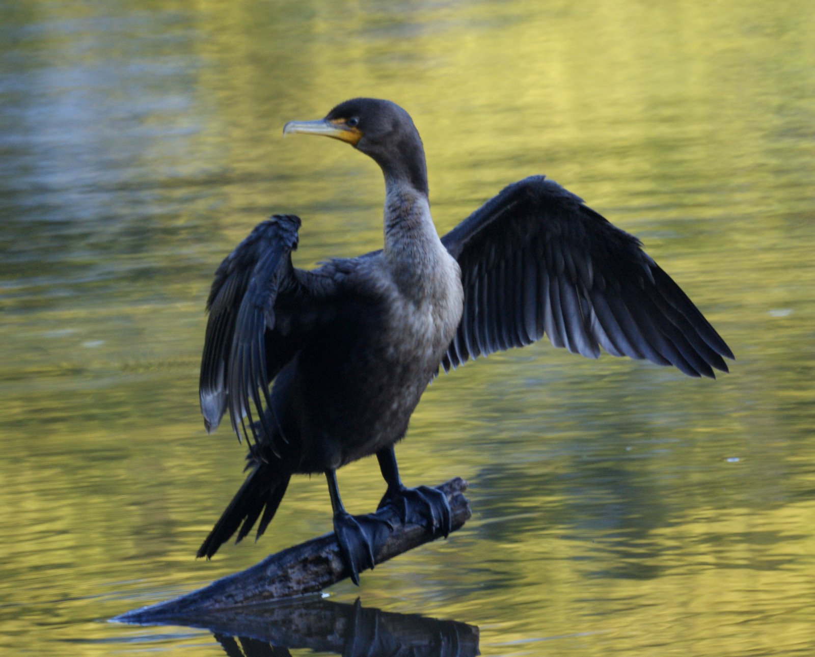 Coromant Fishing on Lake Nelson- New Jersey Bird Photos