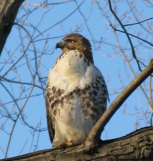 Nj Bird Photos Birds Of New Jersey Red Tailed Hawk Photo By Frank