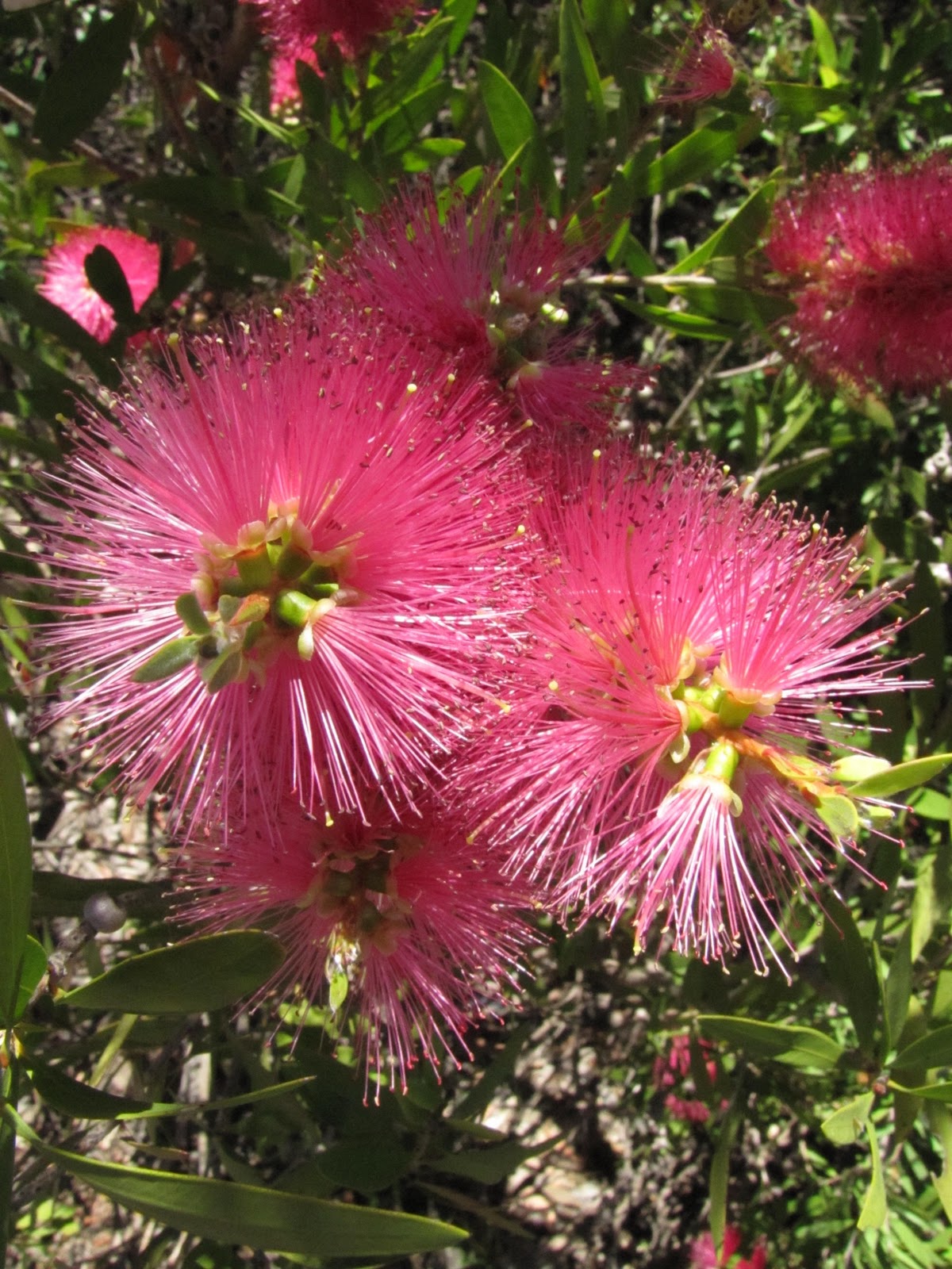 Brisbane Adventures: Colourful Callistemon