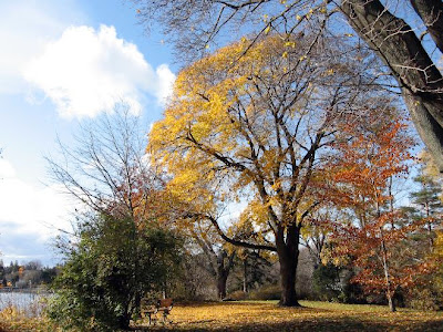 Snapshot Travel Blog: Larch Tamarack Maple Oak Trees Late Autumn ...